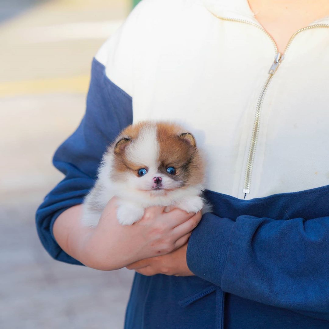 Benny - Tiny Male Pomeranian - Mini Teacup Puppies, INC
