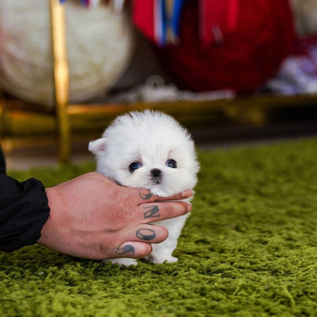 Mini Maltese Puppies For Sale | Mini Teacup Puppies