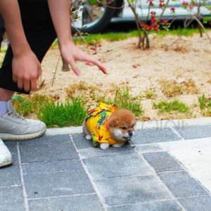 Teacup Shiba Inu Puppies For Sale - Mini Teacup Puppies, INC