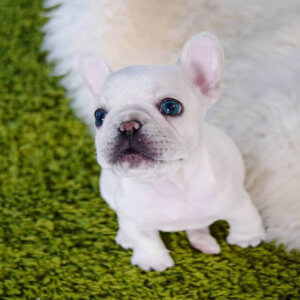 Micro French Bulldog Puppies For Sale - Mini Teacup Puppies, INC