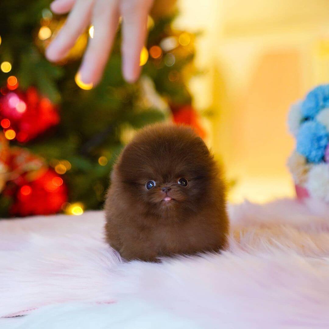 Chichi - Micro Pomeranian Male - Mini Teacup Puppies, INC