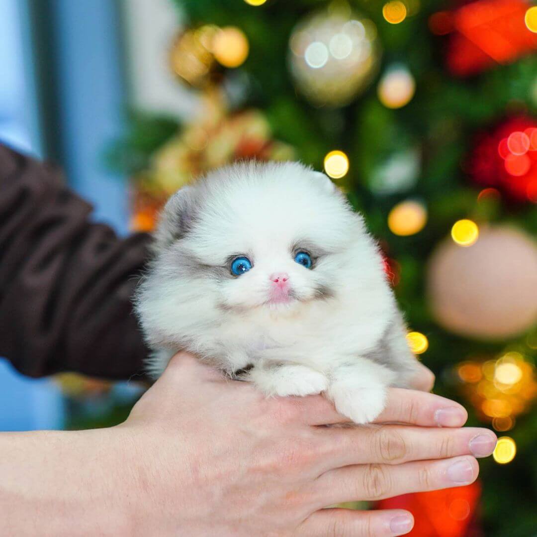 Mini Pomeranian Puppies For Sale - Mini Teacup Puppies, INC