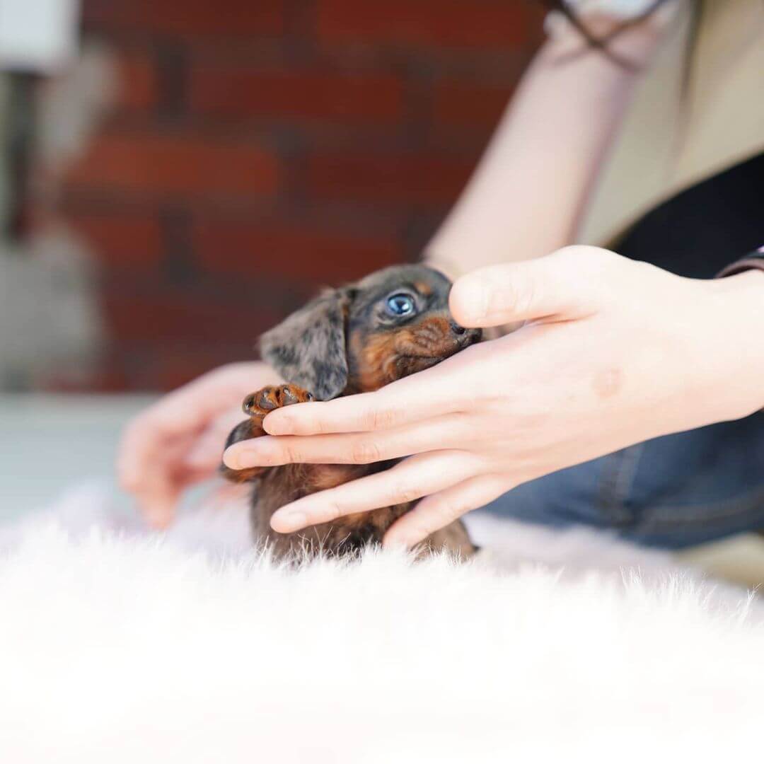 Mini Dachshund Archives - Mini Teacup Puppies, INC