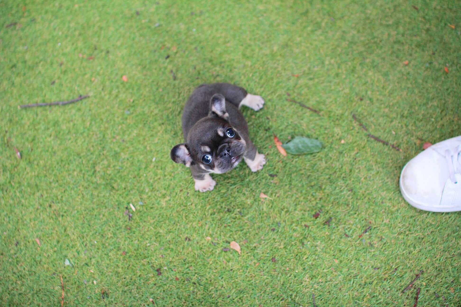 Micro French Bulldog Puppies For Sale - Mini Teacup Puppies, INC