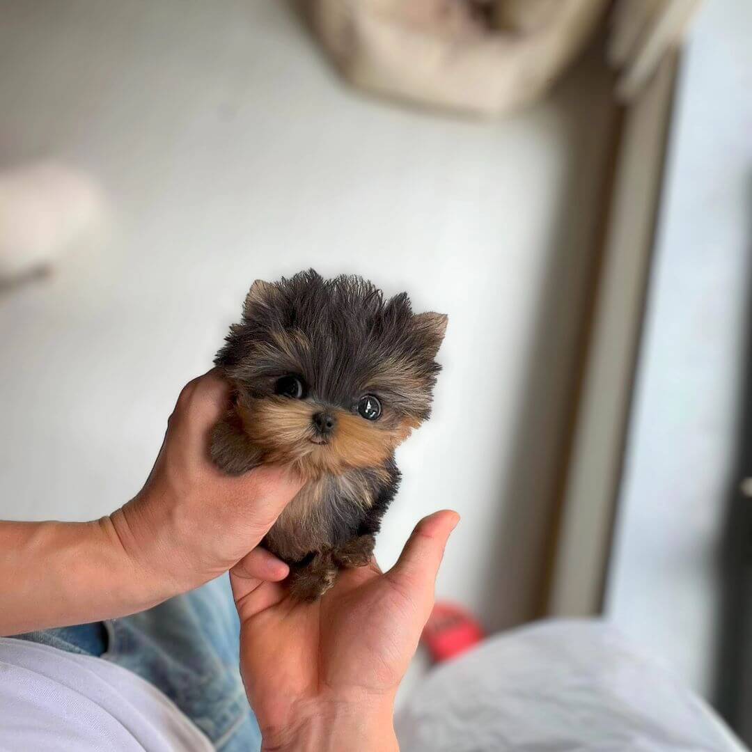 Ashley - Cute Yorkie Female - Mini Teacup Puppies, INC