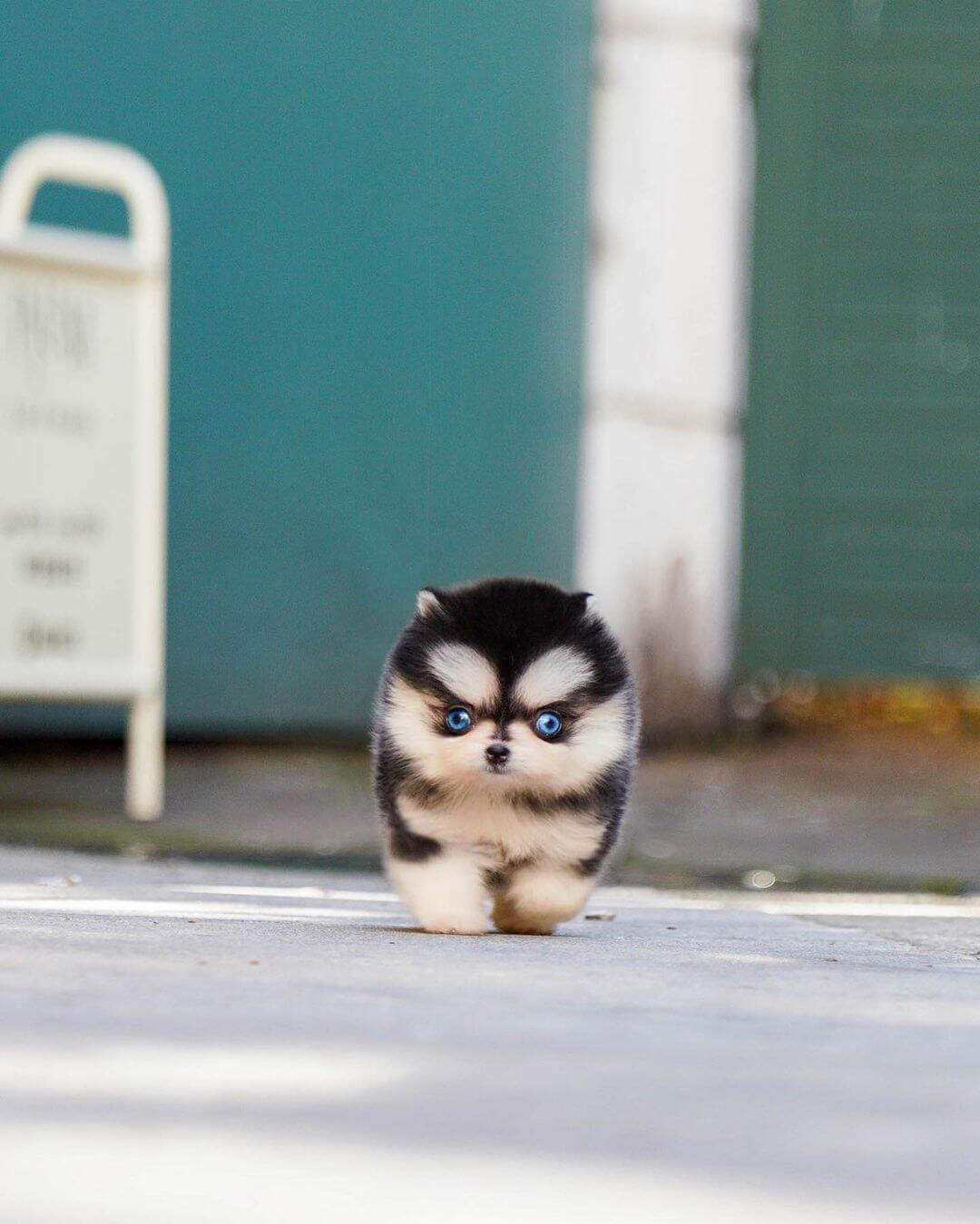 Domino - Blue Eye Pomsky Female - Mini Teacup Puppies, INC